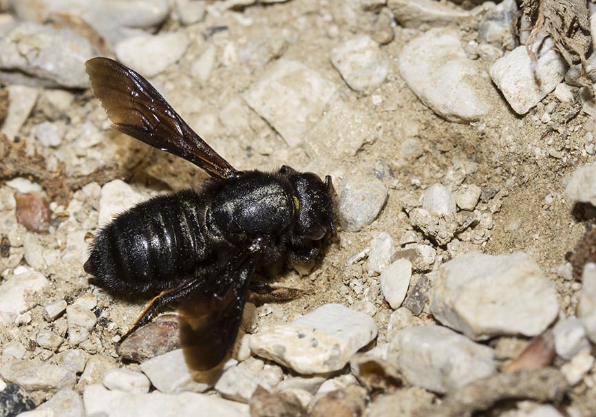 Biene Mit Schwarzem Hinterleib
