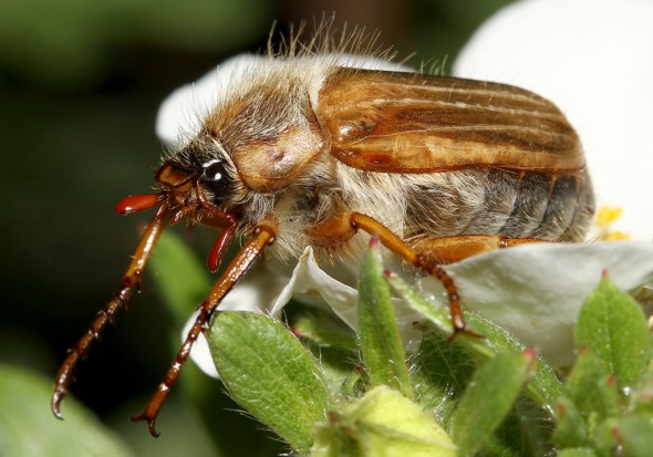 Scarabaeoidea – Blatthornkäfer – scarab beetles | focusnatura