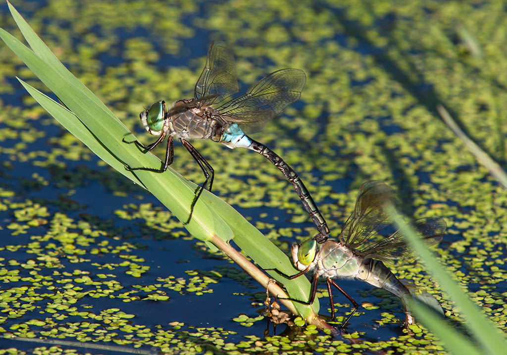 Anisoptera – Großlibellen – dragonflies – focusnatura