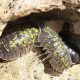 Isopoda – Asseln – woodlice