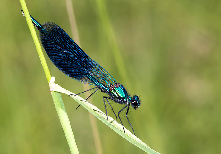 Zygoptera – Kleinlibellen – damselflies – focusnatura