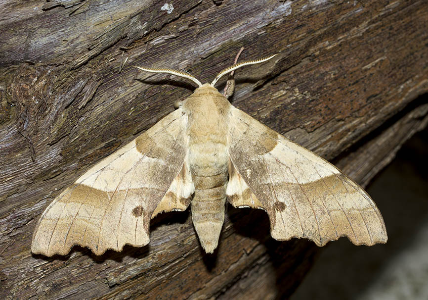 Nachtfalter – moths | focusnatura