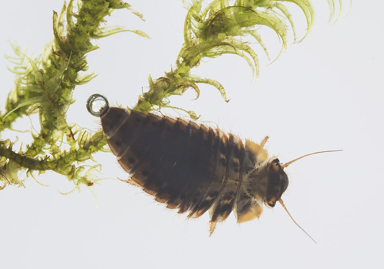 Elodes sp. Sumpfkäfer – focusnatura