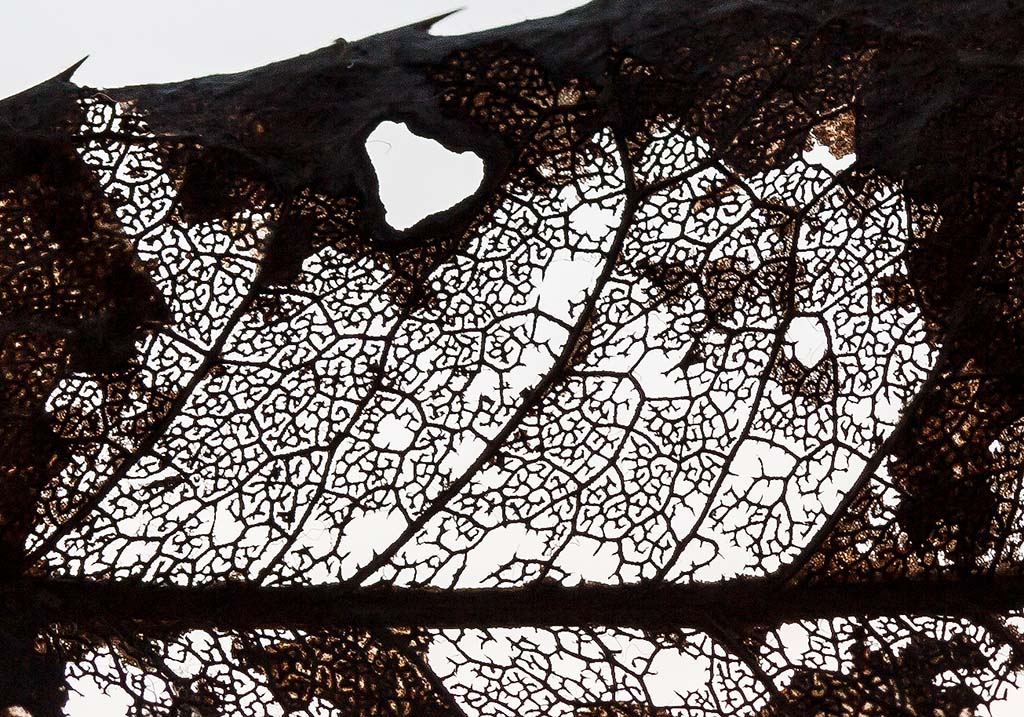 Isopoda – Asseln – woodlice | focusnatura