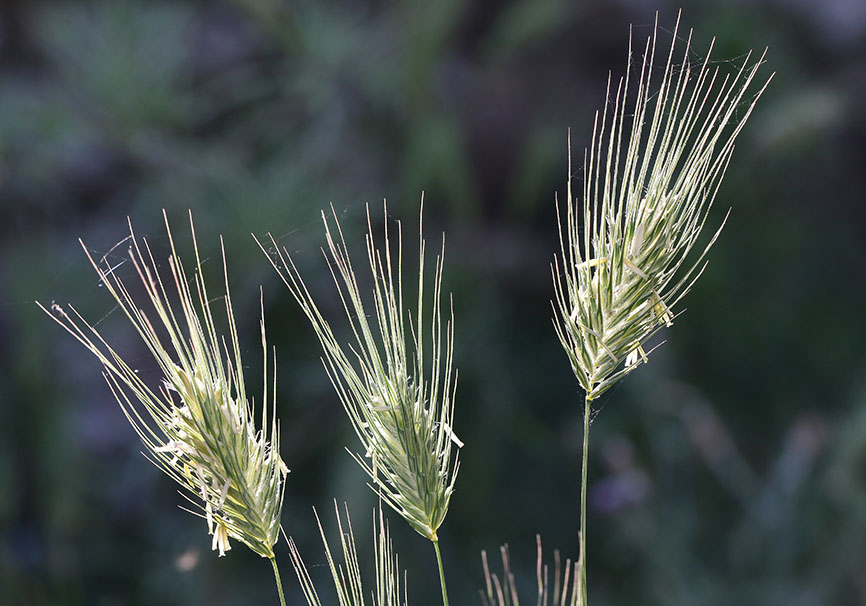 Gräser – grasses