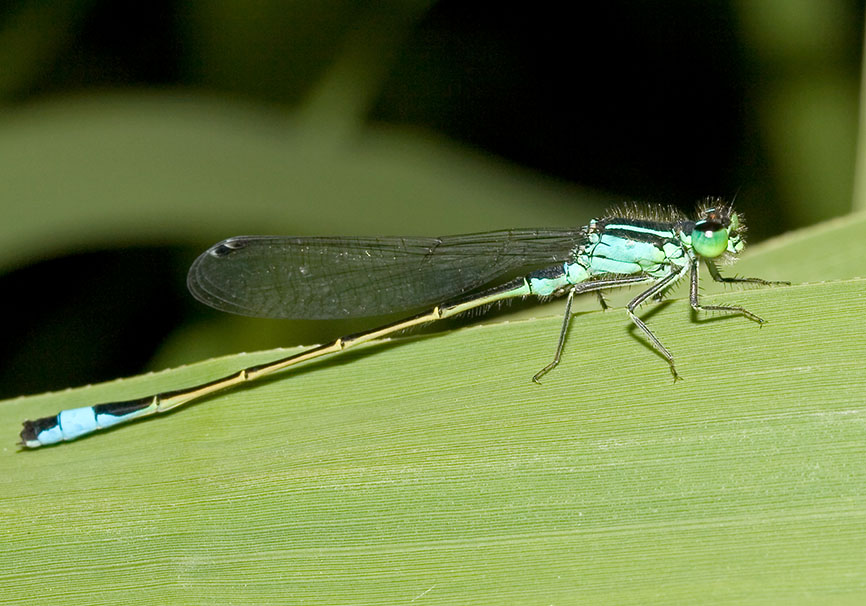 Zygoptera – Kleinlibellen – damselflies | focusnatura