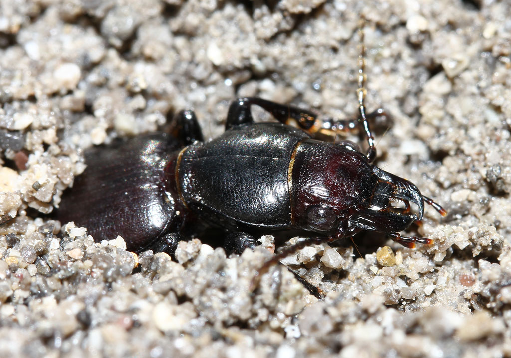 Carabidae – Laufkäfer – ground beetles – focusnatura