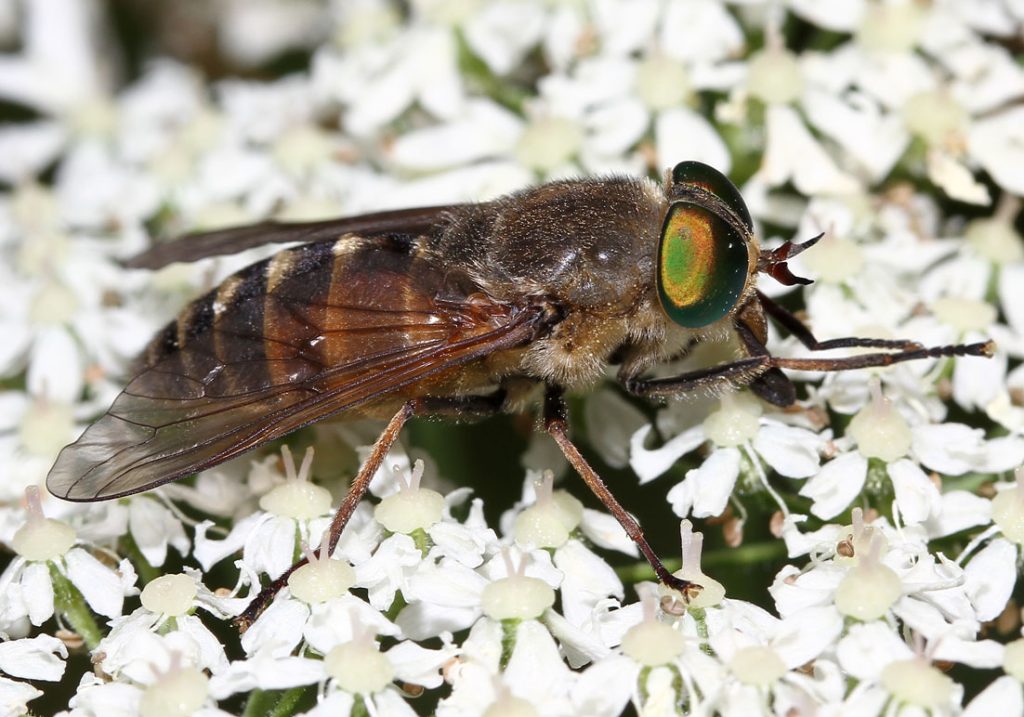 Symphyla – Zwergfüßer – symphyla – focusnatura