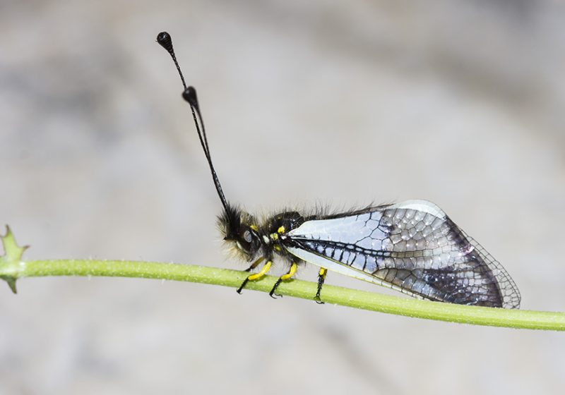 Neuroptera – Netzflügler – net-winged insects