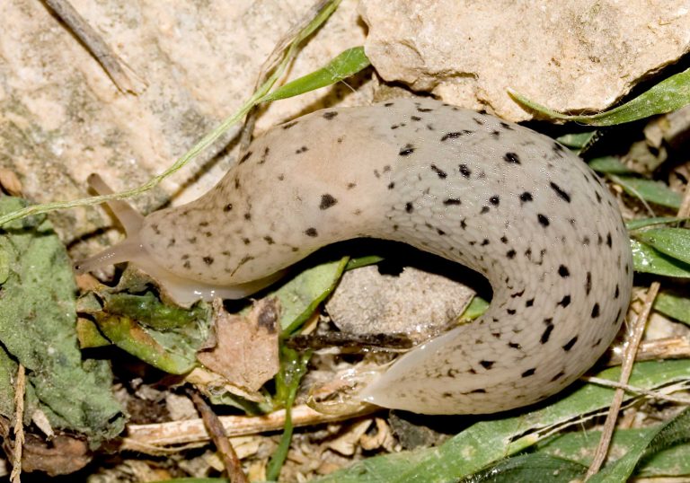 Limax conemenosi – focusnatura