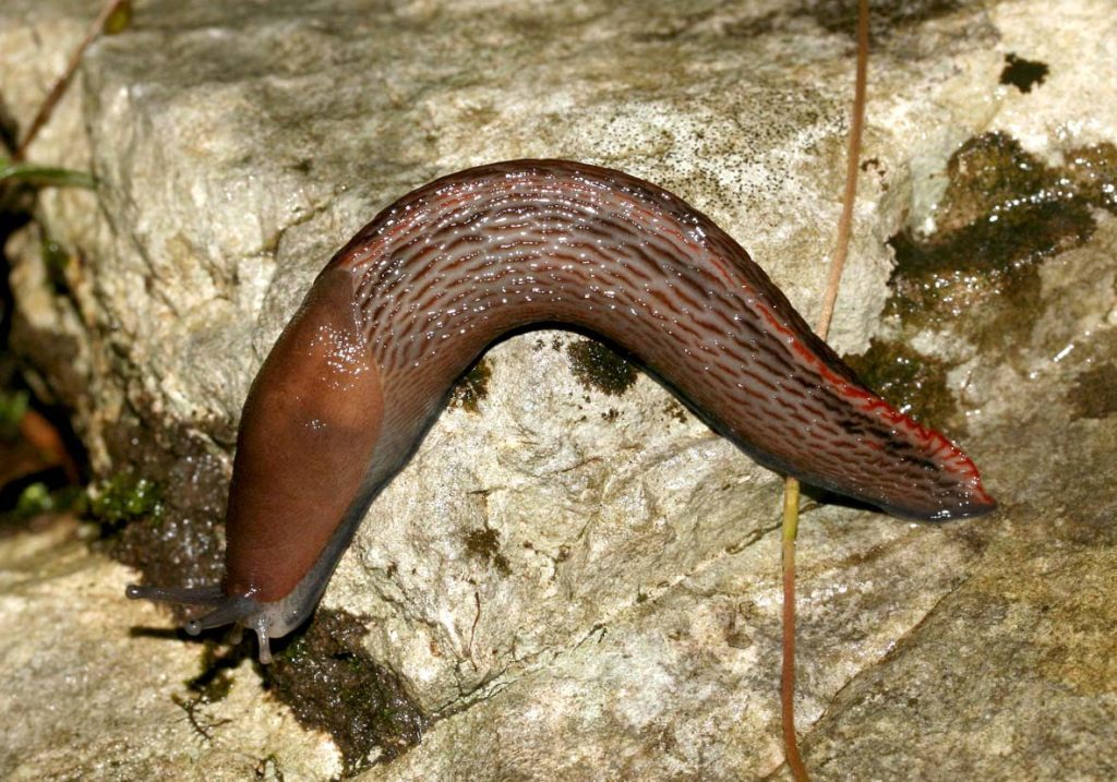 Limax dacampi – focusnatura
