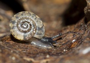 Monachoides incarnatus – Rötliche Laubschnecke – focusnatura