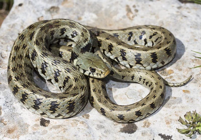 Natrix natrix persa – Steifenringelnatter – focusnatura