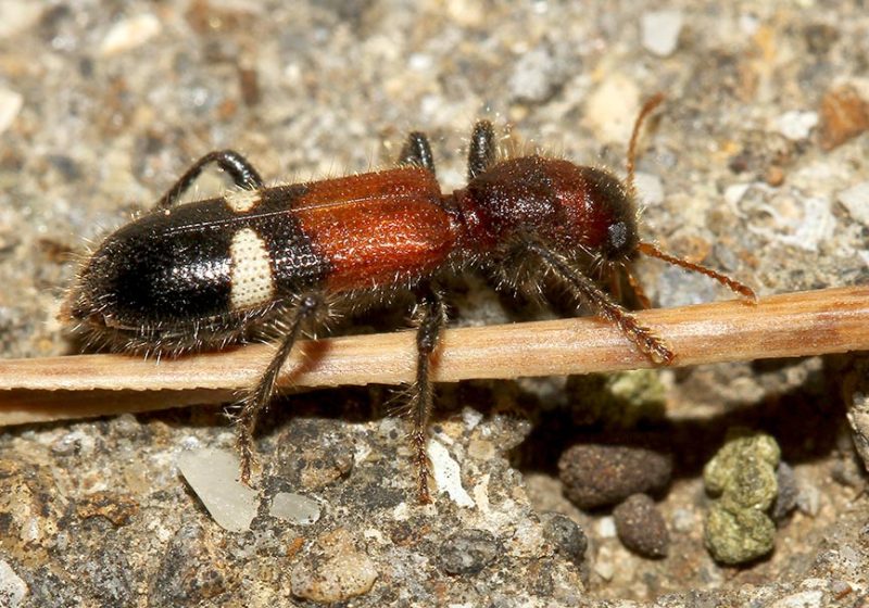 Weitere Käferfamilien – other beetle families