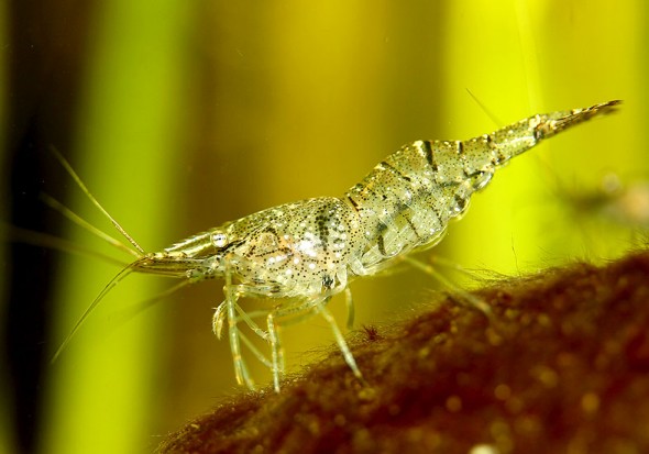 Palaemonetes antennarius – Süßwassergarnele – focusnatura