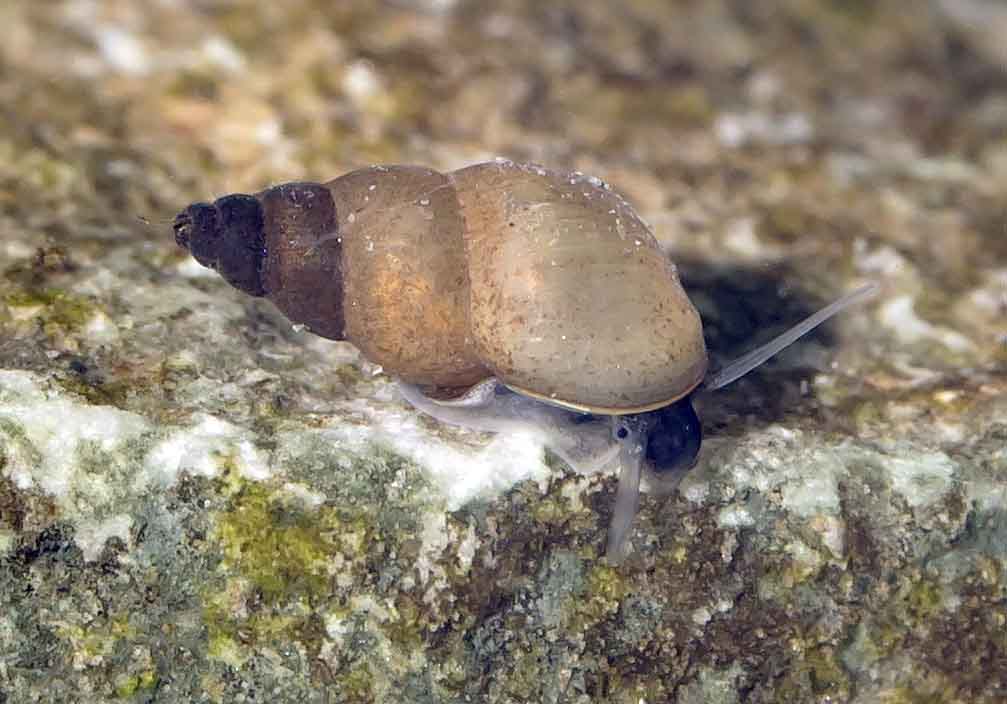 Basommatophora – Wasserlungenschnecken | focusnatura