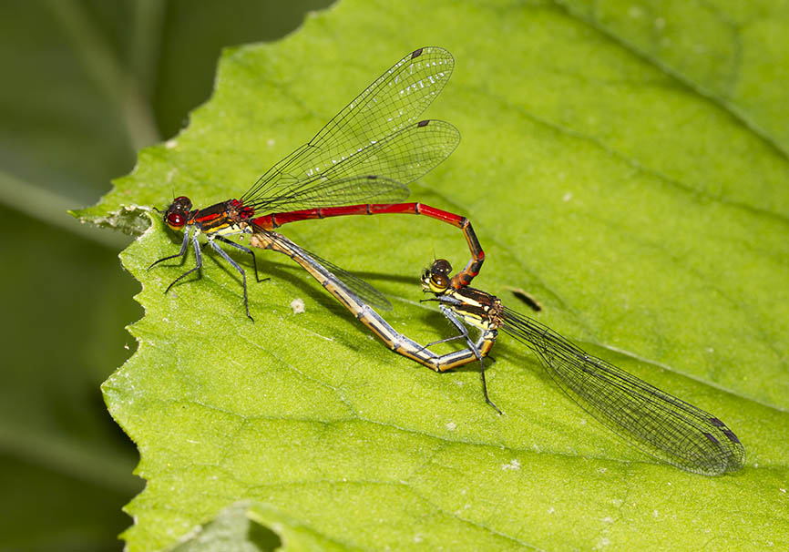 Zygoptera – Kleinlibellen – damselflies | focusnatura