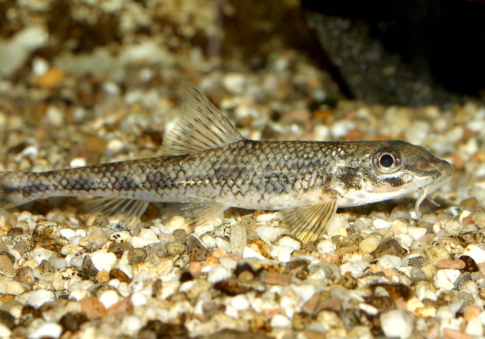 Cypriniformes – Karpfenartige | focusnatura