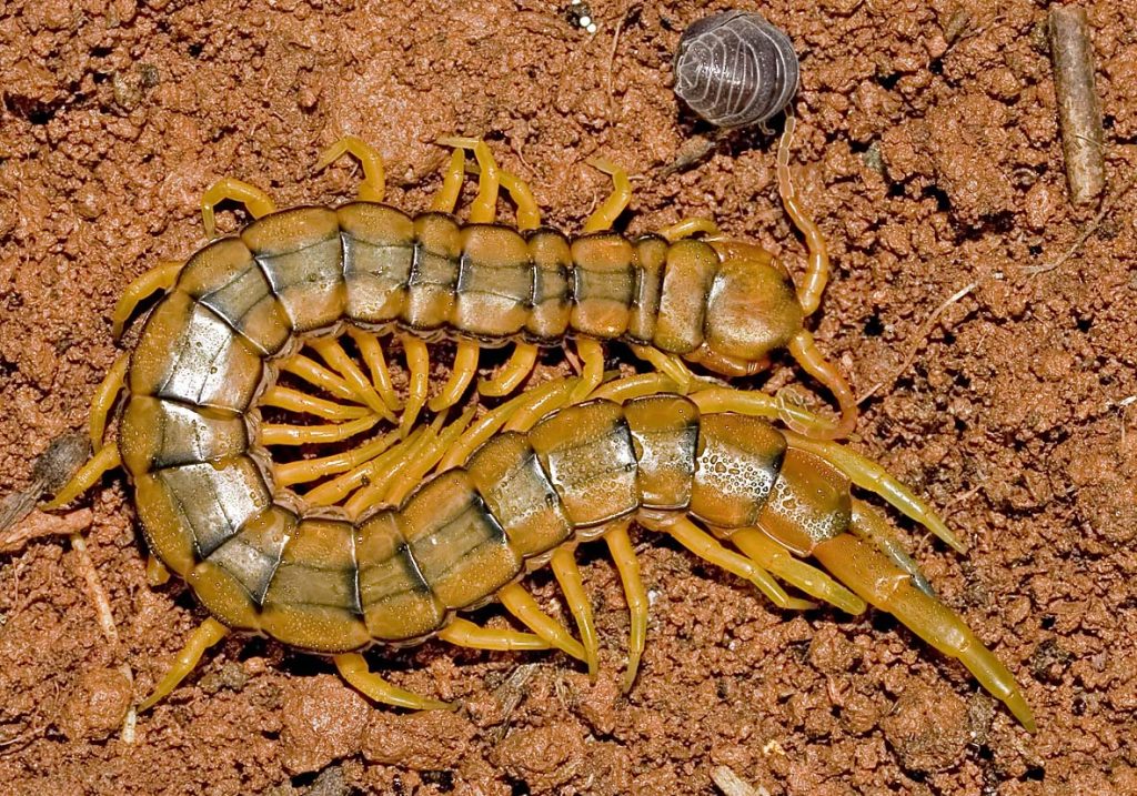 Myriapoda – Tausenfüßer – millipeds, centipeds – focusnatura