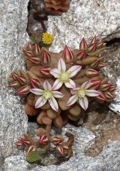 Sedum sp. – Mauerpfeffer – focusnatura