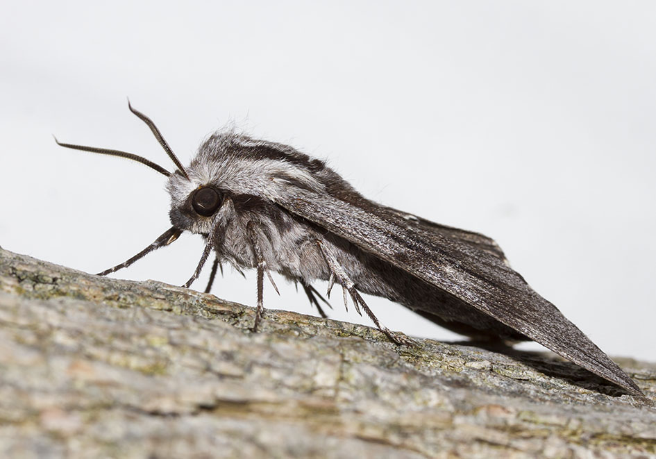 Sphinx pinastri – Kiefernschwärmer – focusnatura