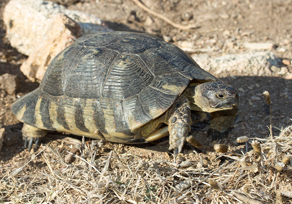 Chelonii – Schildkröten – turtles, tortoises | focusnatura