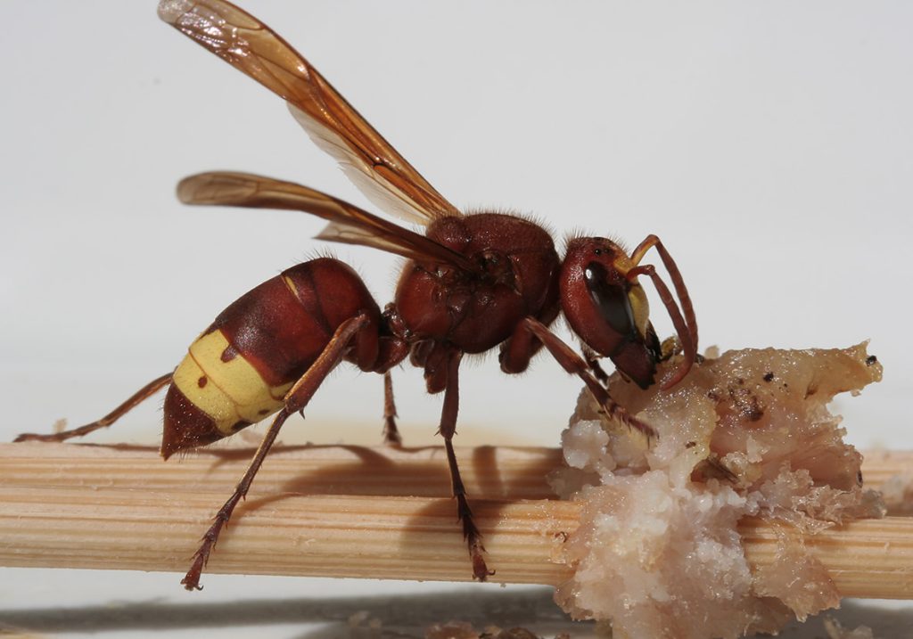 Vespidae – Faltenwespen -wasps – focusnatura