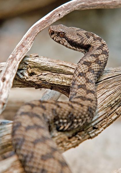 Vipera aspis – Aspisviper – focusnatura